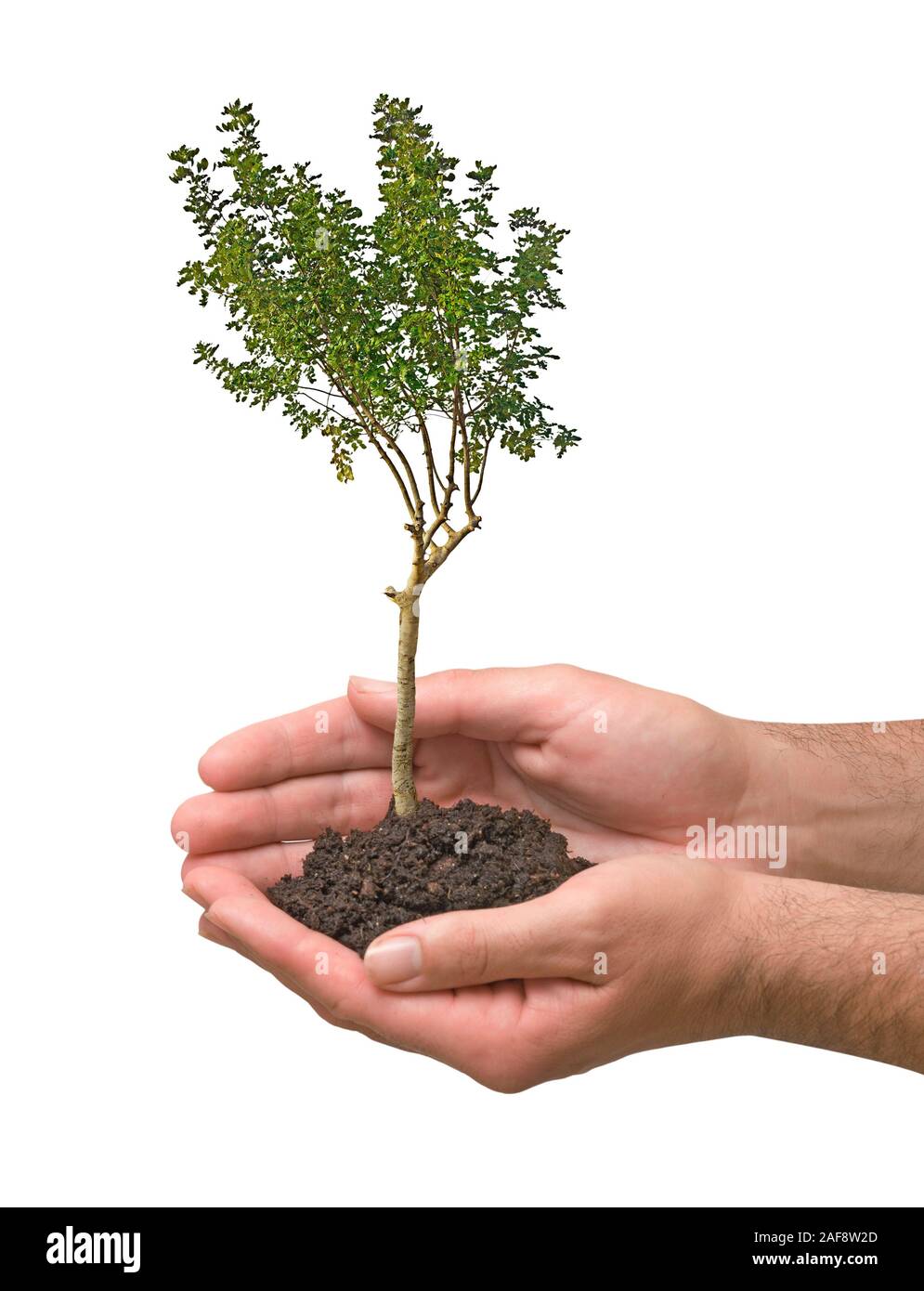 tree in hands Stock Photo - Alamy