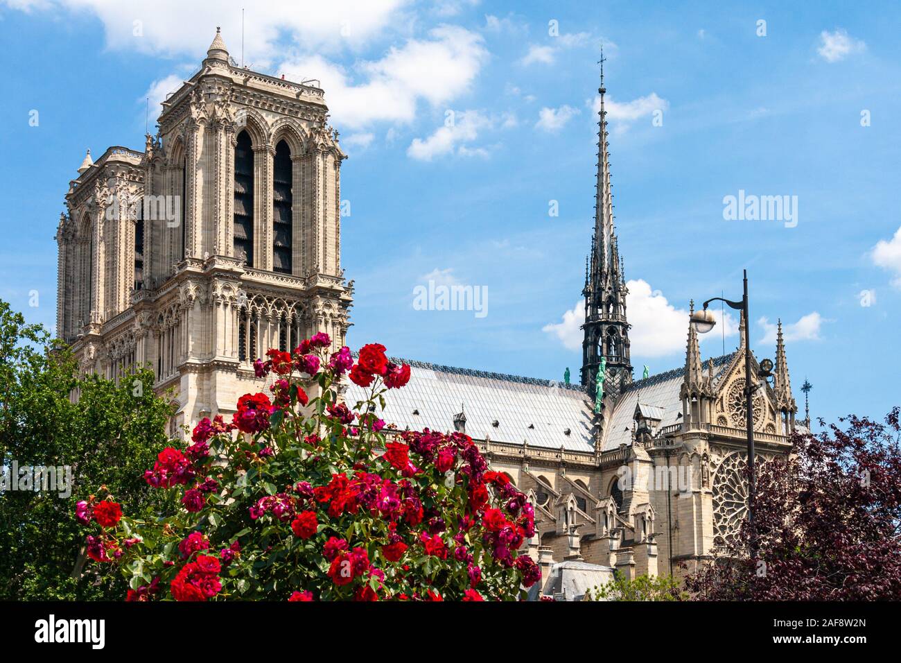 Paris blue flower hi-res stock photography and images - Alamy