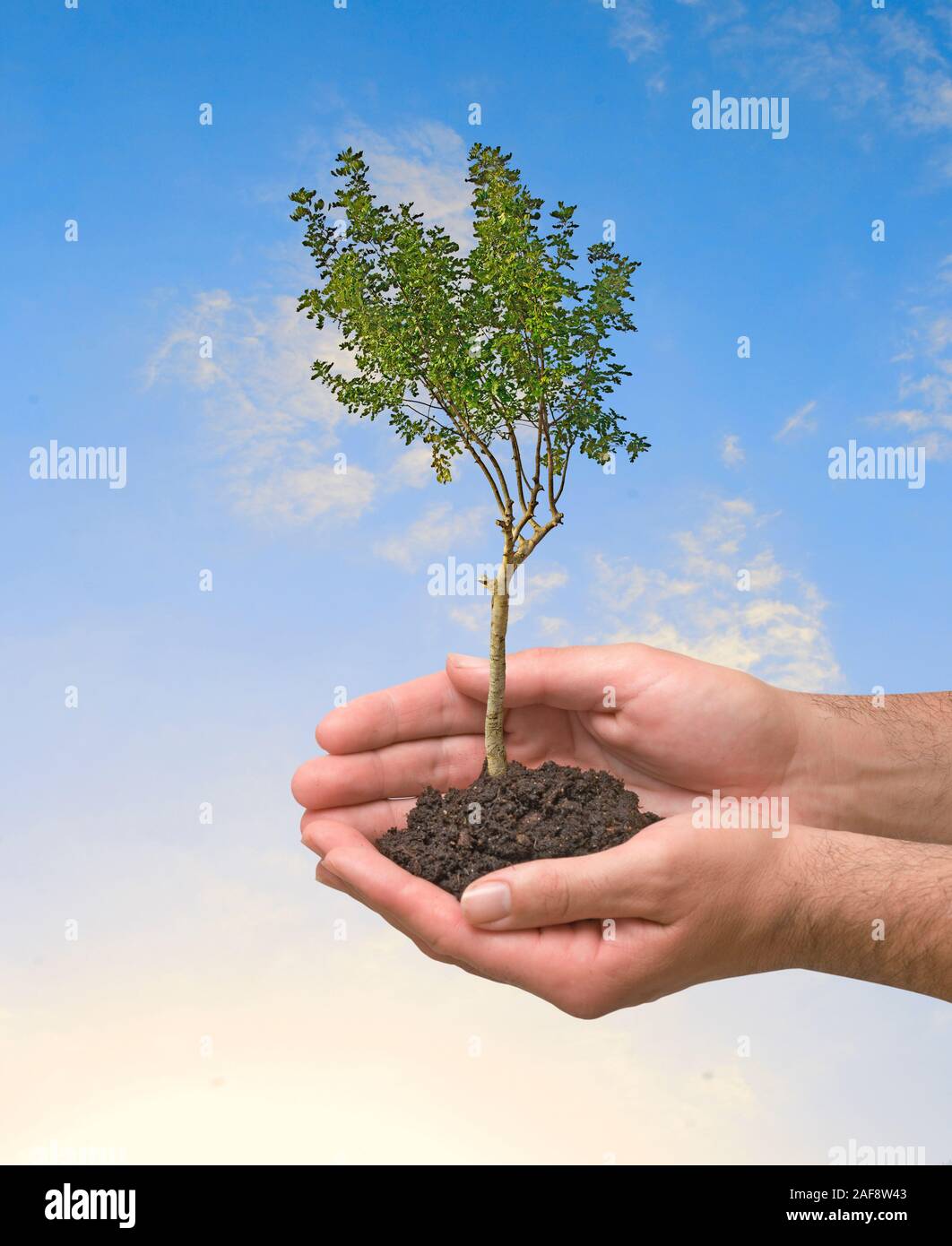 tree in hands Stock Photo - Alamy