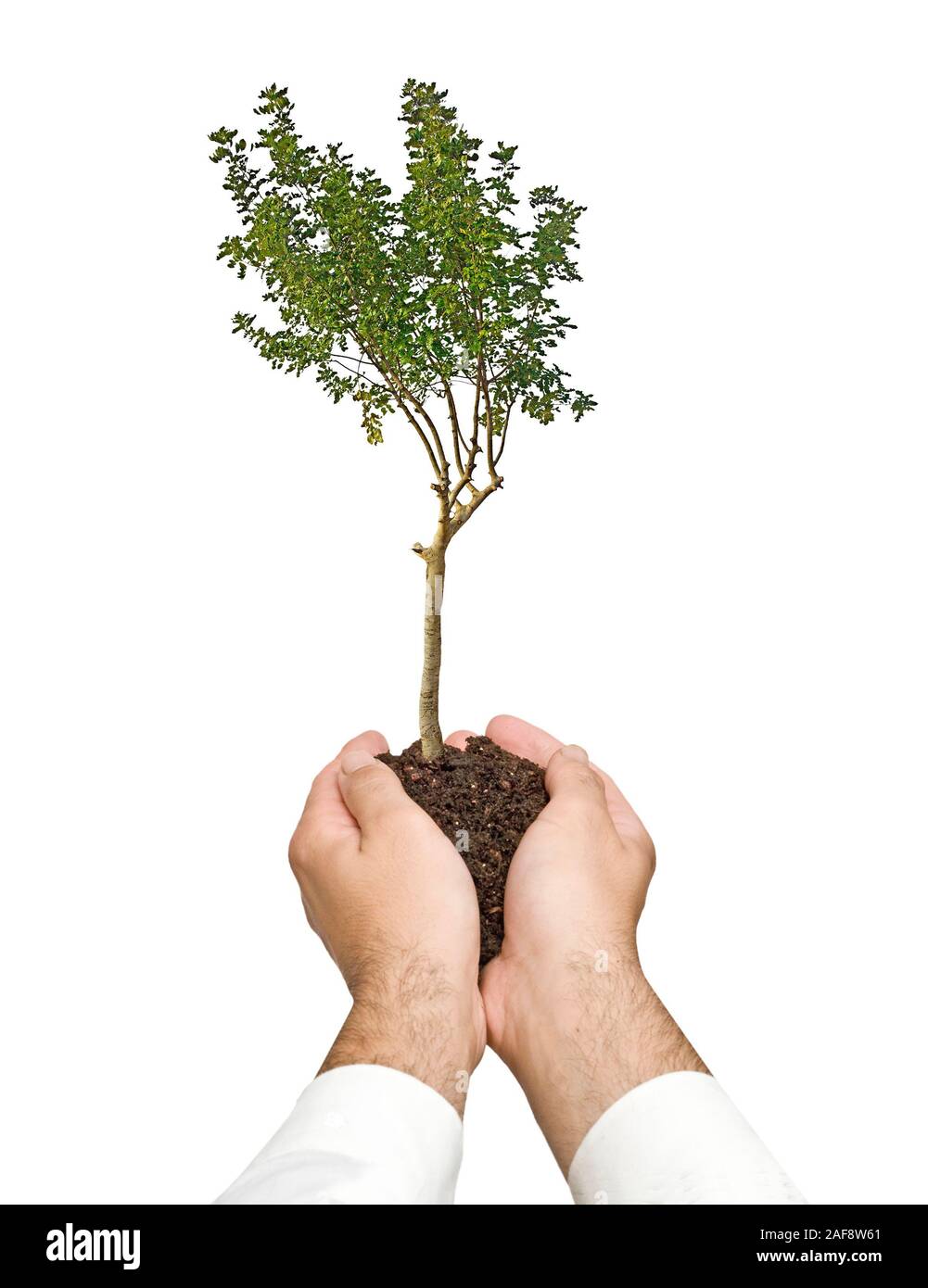 tree in hands Stock Photo - Alamy