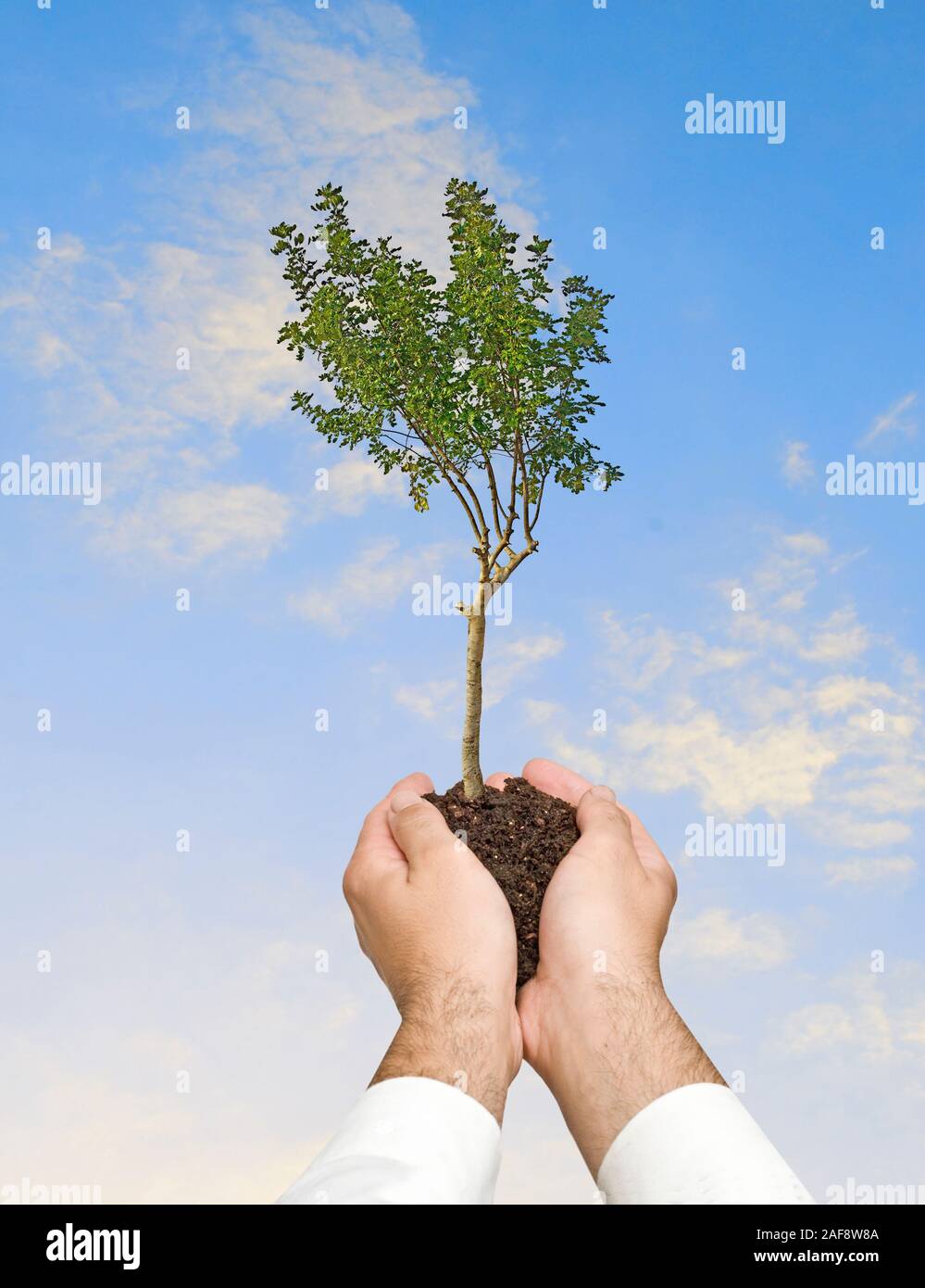 tree in hands Stock Photo - Alamy