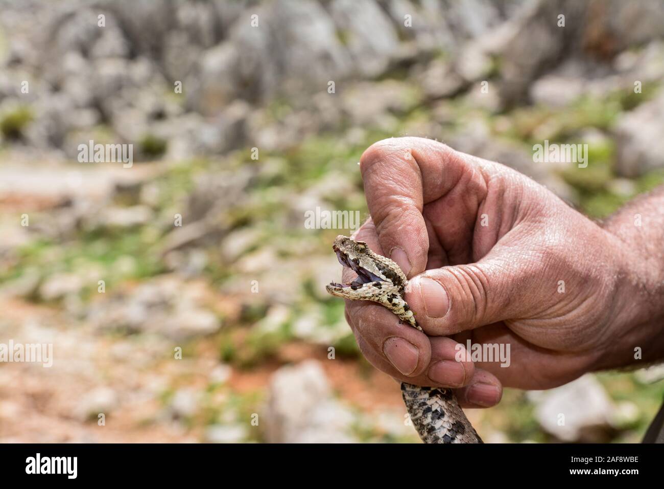 Man holds Viper in hand Stock Photo - Alamy