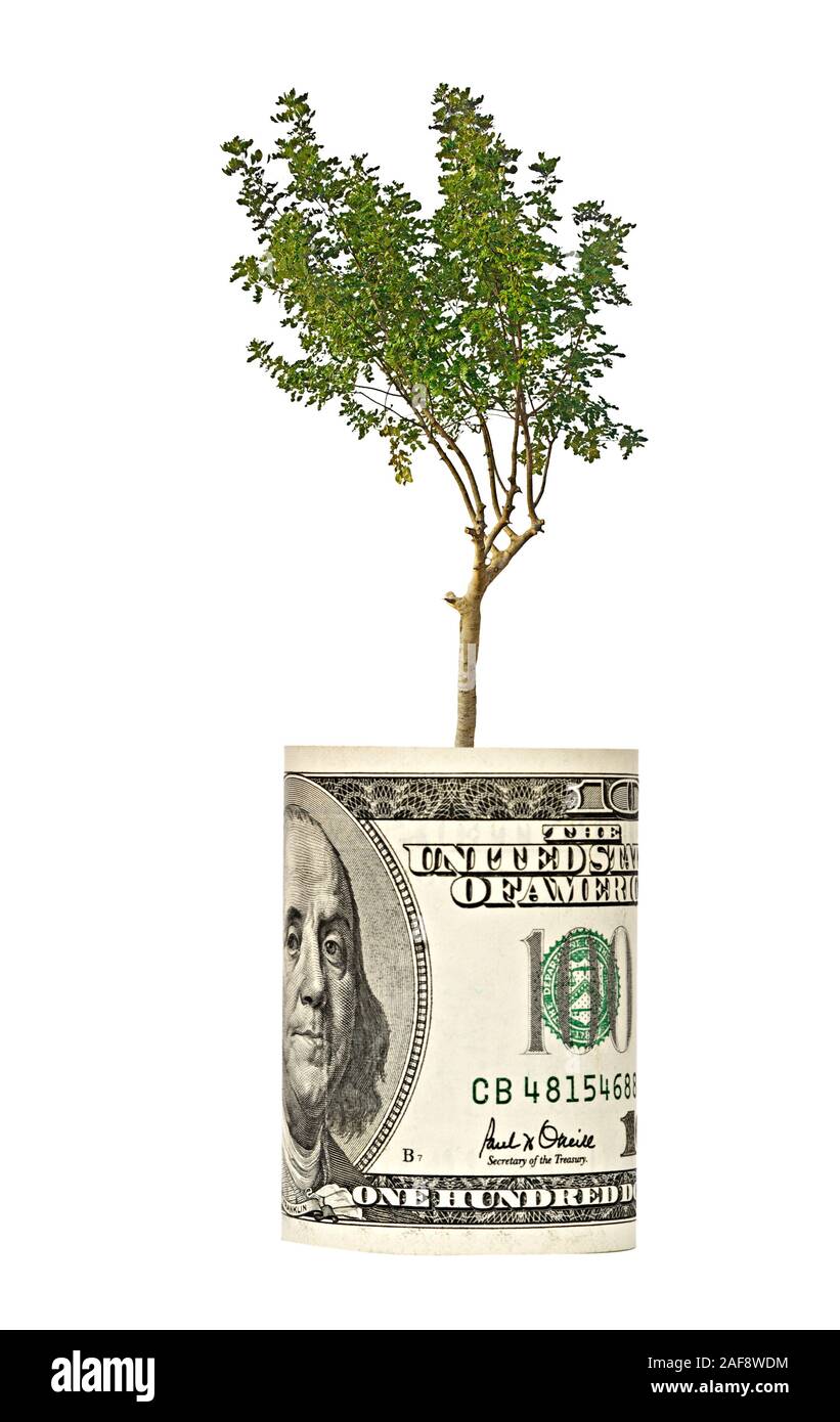 tree growing from dollar bill Stock Photo - Alamy