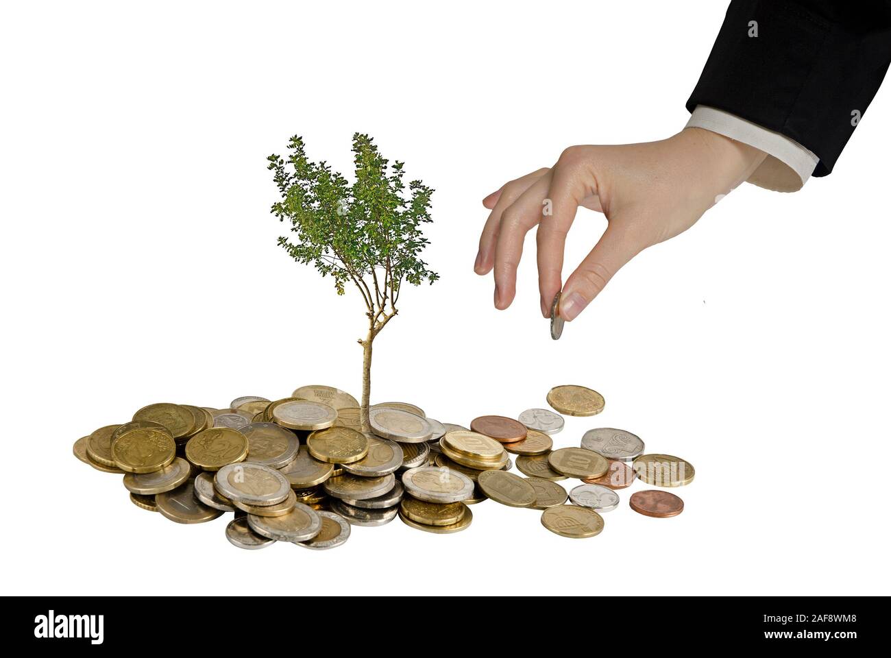Tree growing from pile of coins Stock Photo - Alamy