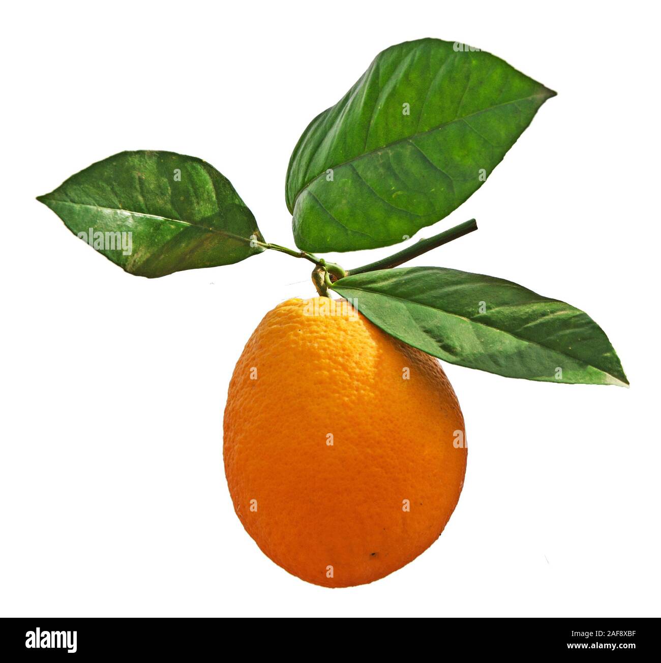 orange isloated on white background Stock Photo - Alamy