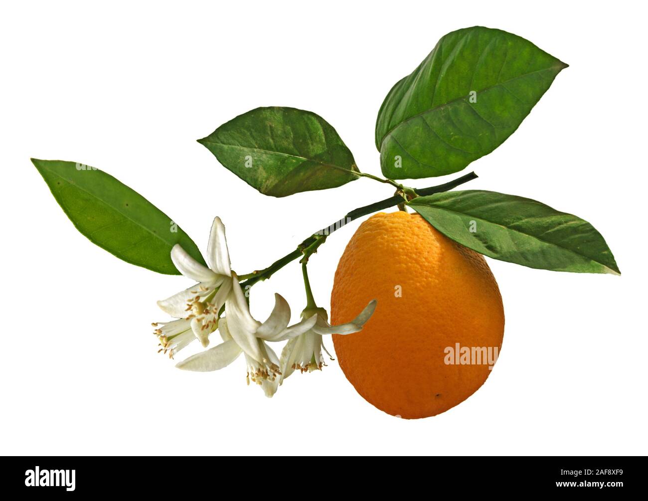 Orange tree citrus sinensis Cut Out Stock Images & Pictures - Alamy