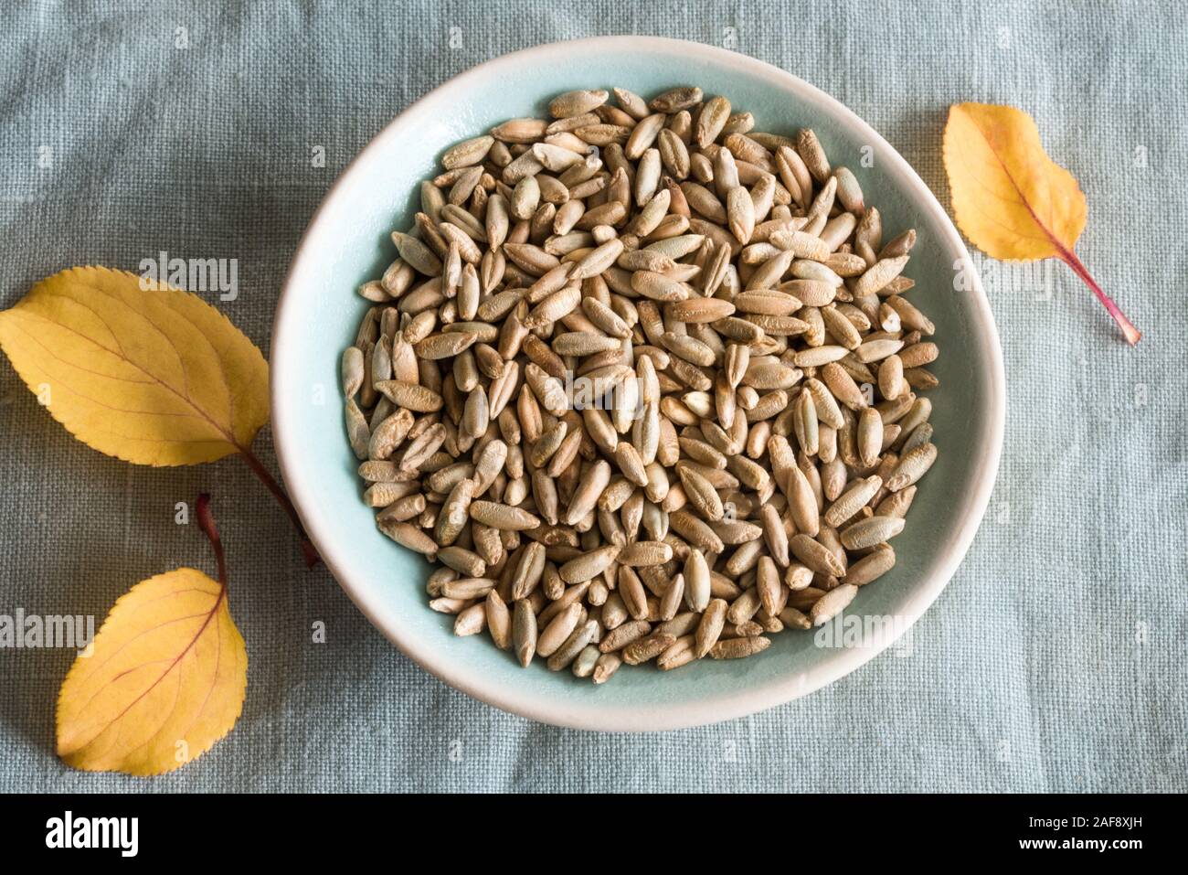 Whole Grain Milling Rye Berries Stock Photo - Alamy