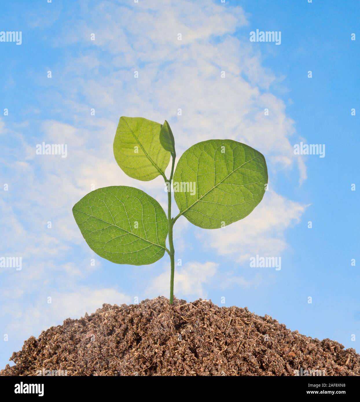 sapling growing from soil Stock Photo - Alamy