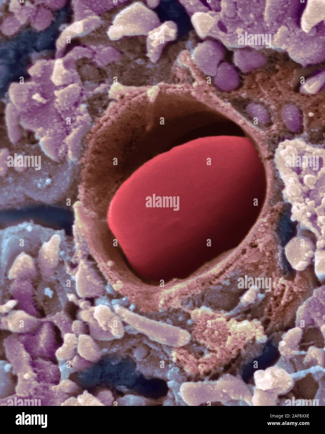 Heart capillary, SEM Stock Photo - Alamy