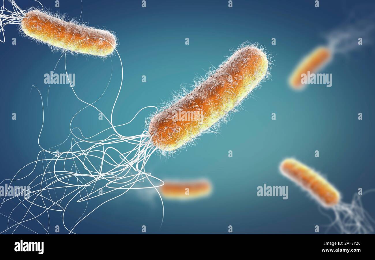 Pseudomonas aeruginosa bacteria, illustration Stock Photo - Alamy