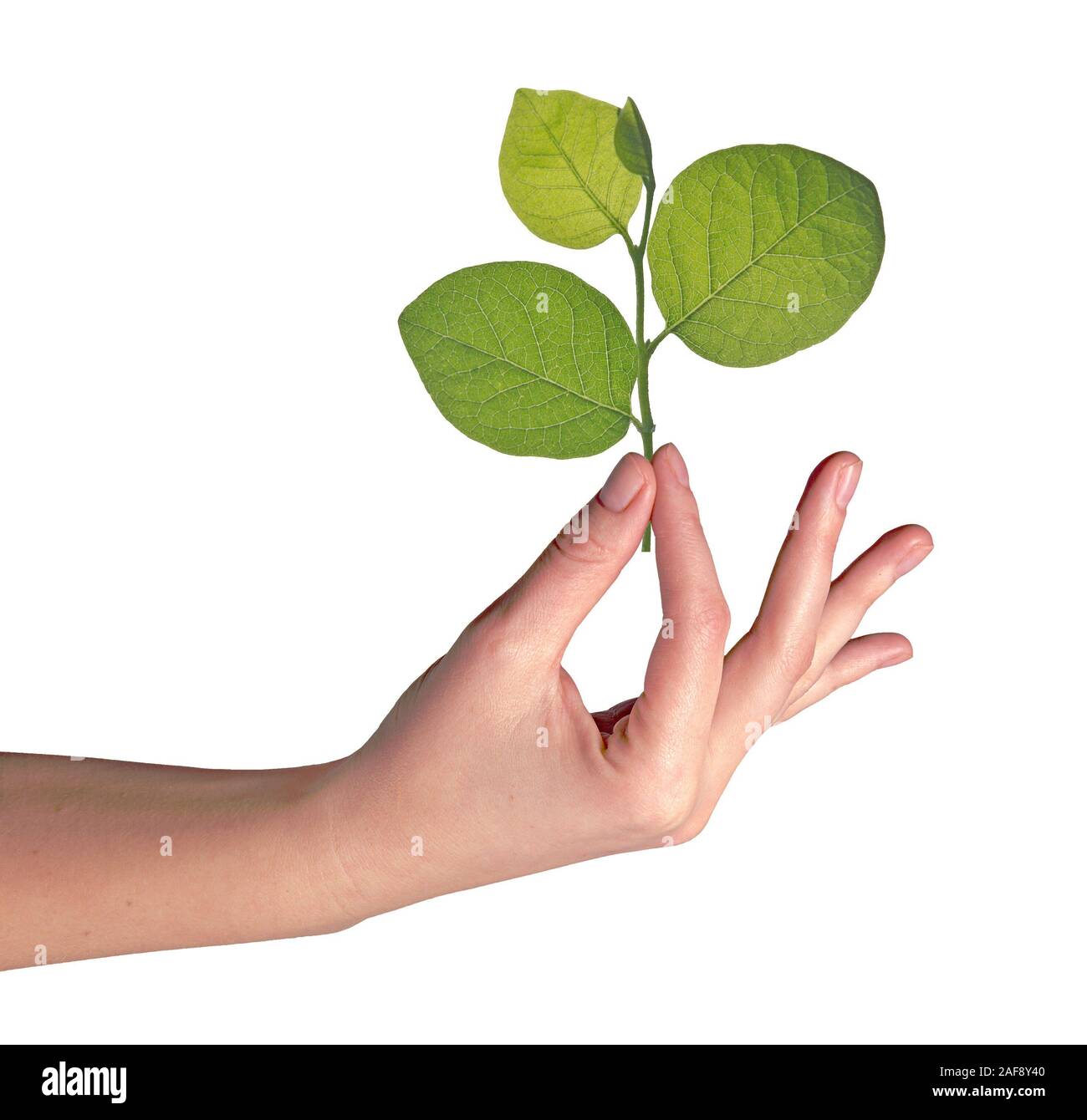 hand with branch Stock Photo - Alamy