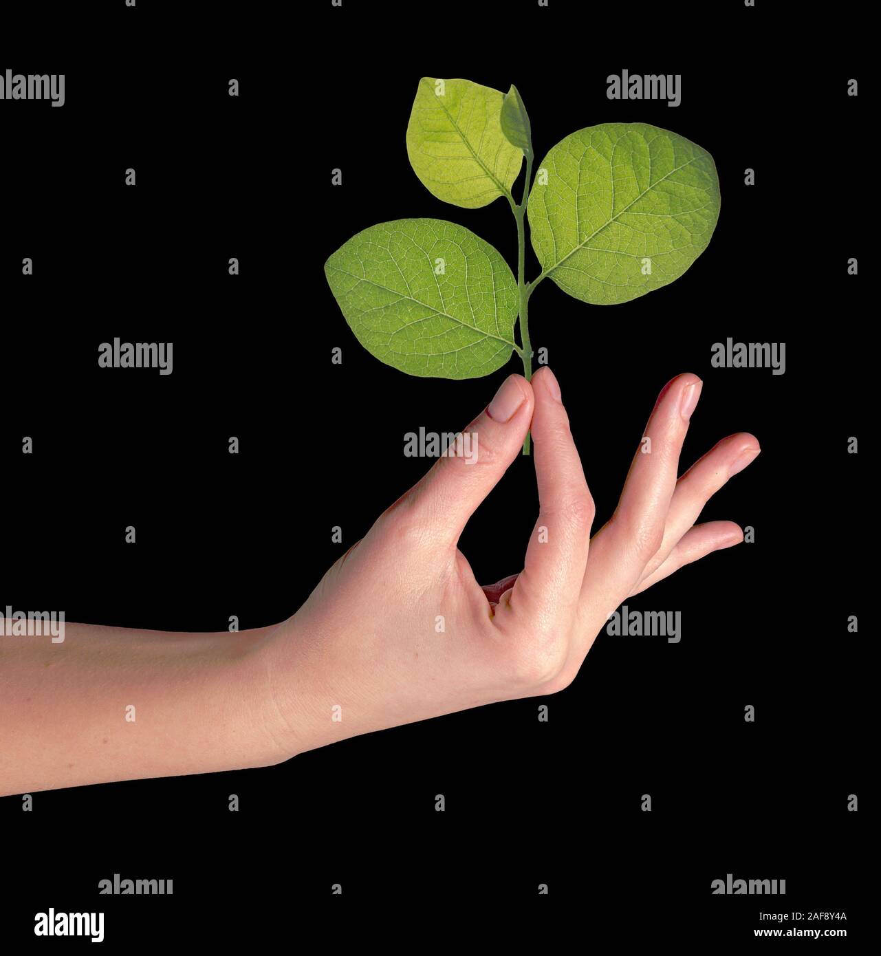 hand with branch Stock Photo - Alamy