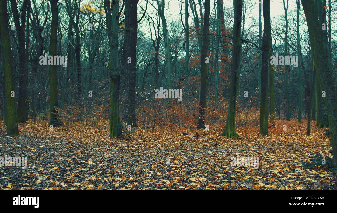 Creepy pathway hi-res stock photography and images - Alamy