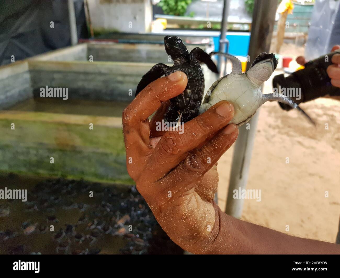 A man holds two small turtles in his hand near the incubation pool ...