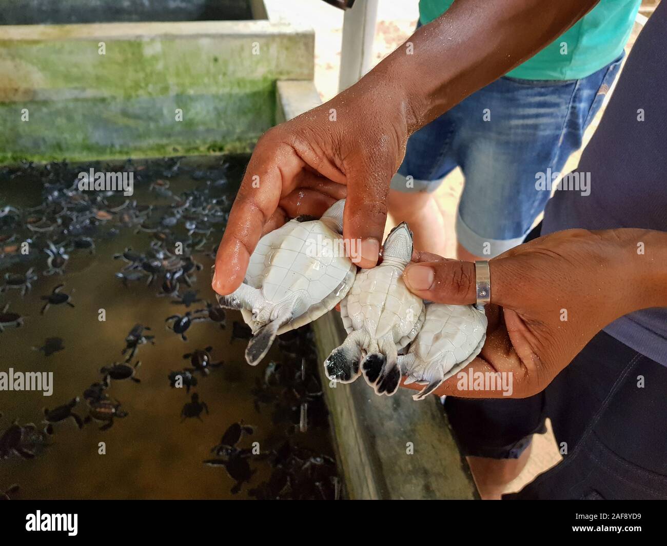 Turtle hatchery sri lanka hi-res stock photography and images - Alamy