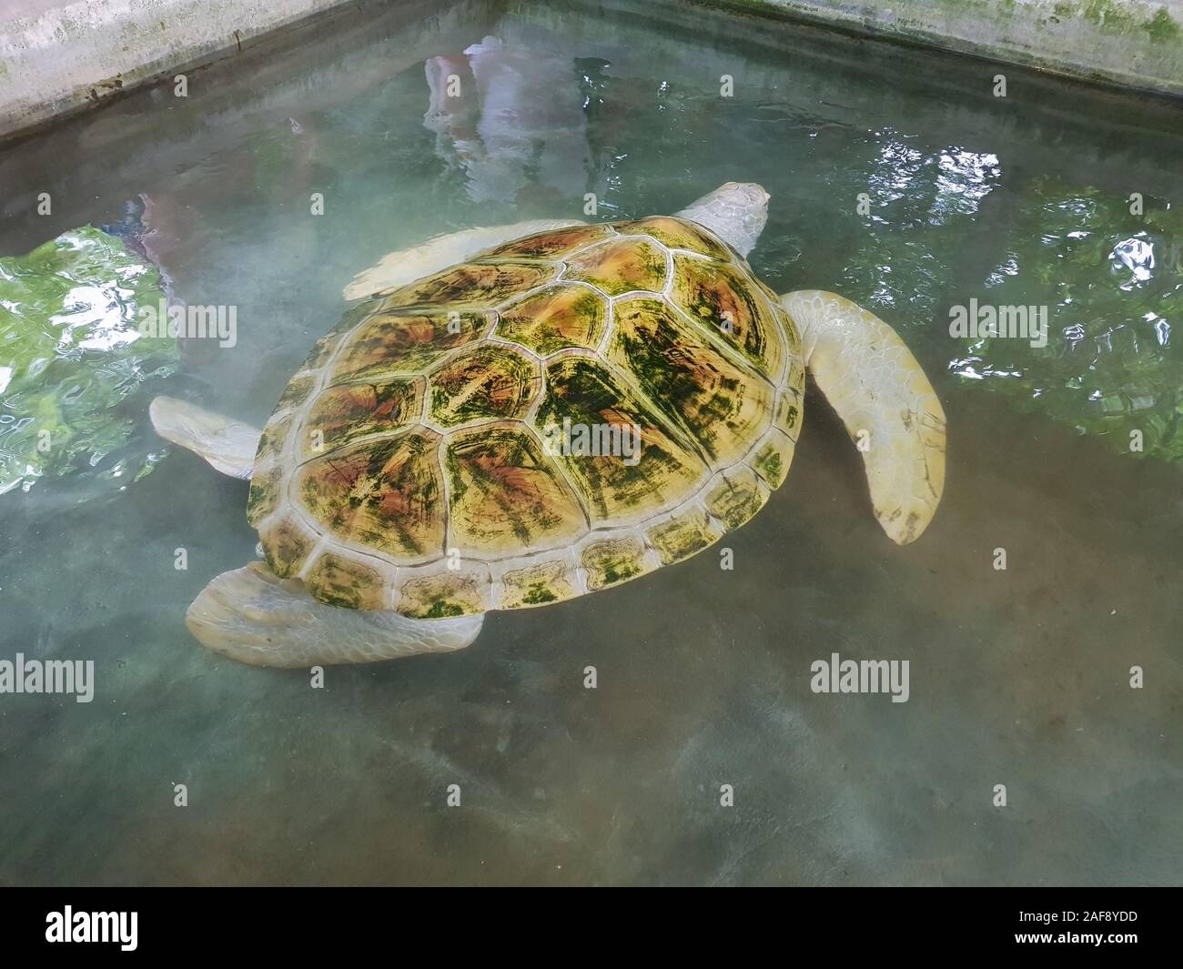 White albino turtle swims in the pool. Sea Turtle Rescue Center. Turtle ...