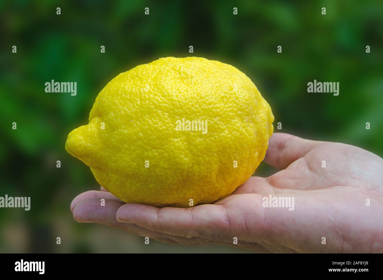 Hands with a lemon isolated on white background Stock Photo - Alamy