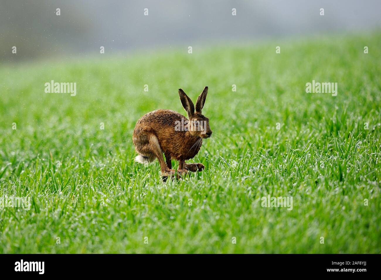 Galop hi-res stock photography and images - Alamy