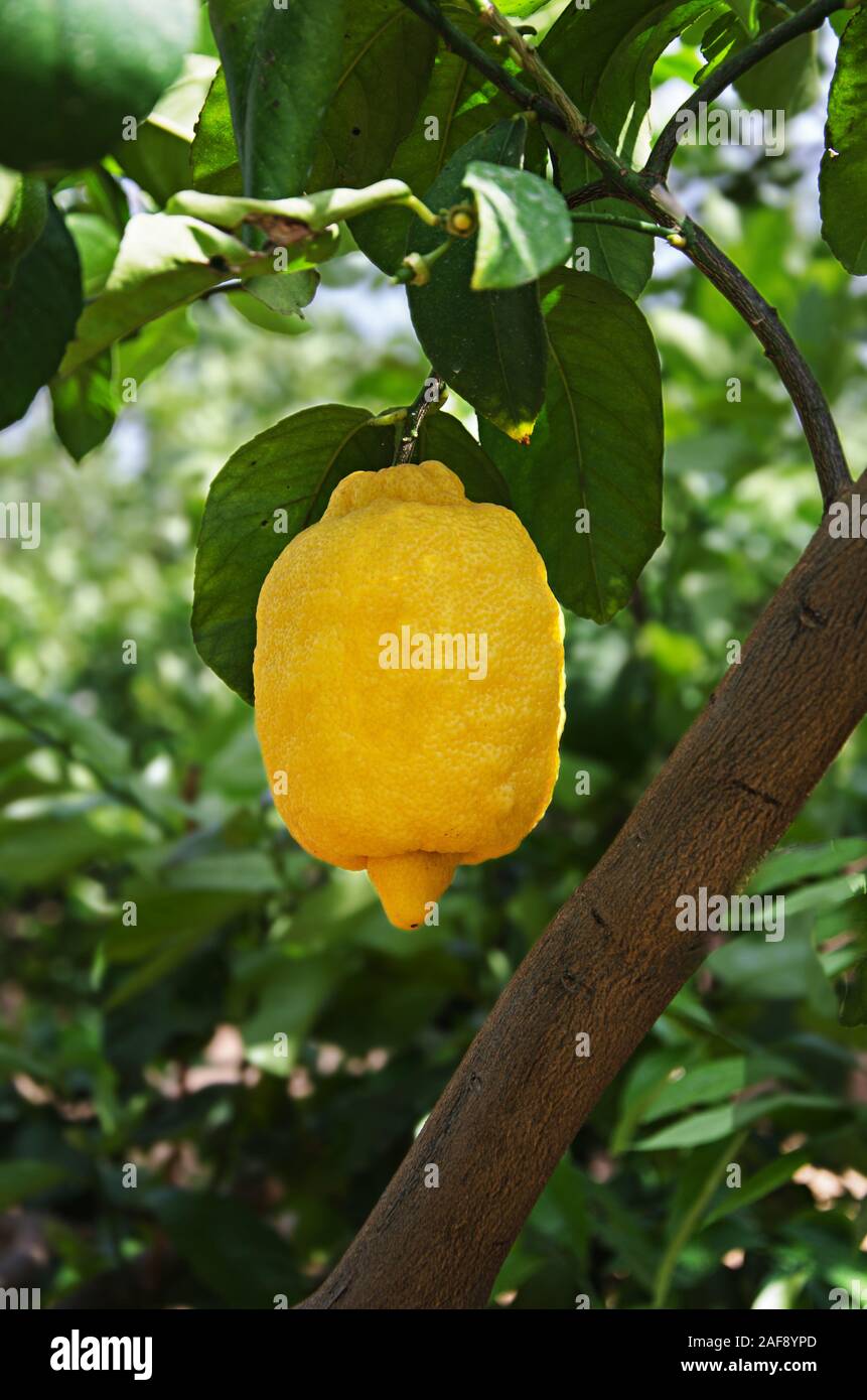 Lemon on branch Stock Photo - Alamy