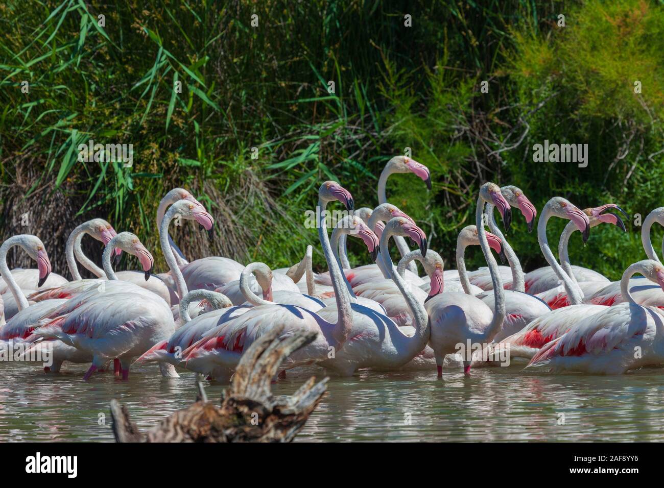 Pink flamingoes hi-res stock photography and images - Alamy