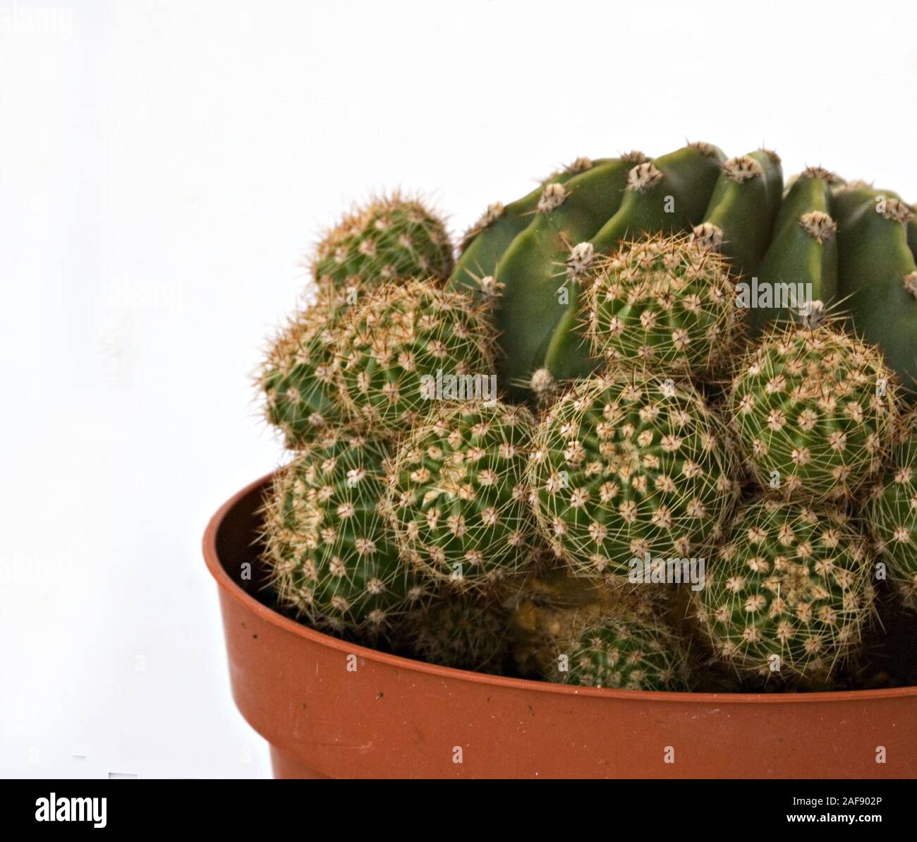 Cactus isolated on white background Stock Photo - Alamy