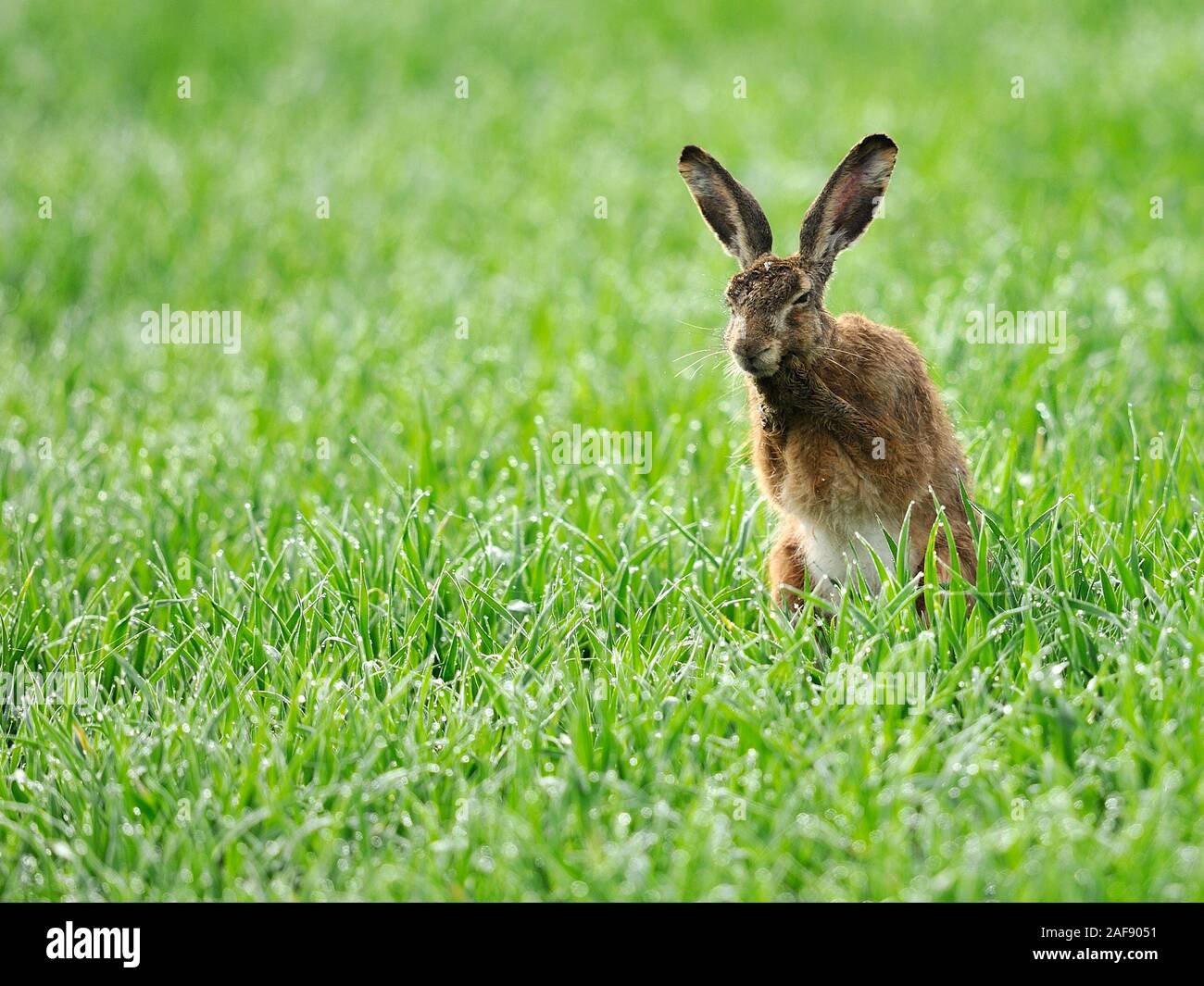 A musing hare. Ein sinnierender Hase Stock Photo - Alamy