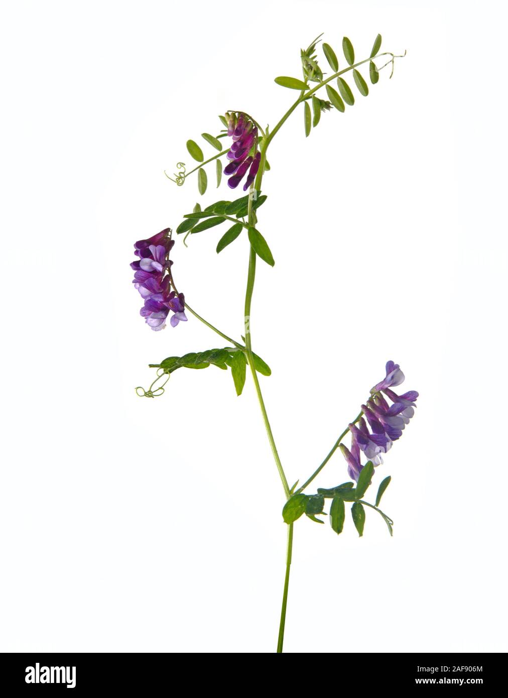 Vetch with flowers isolated on white background Stock Photo - Alamy
