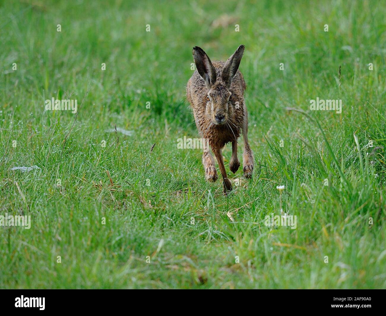 Galop hi-res stock photography and images - Alamy