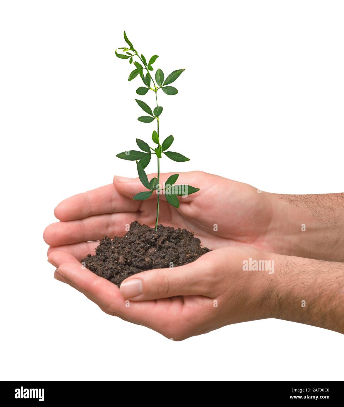 Sapling in hands Stock Photo - Alamy