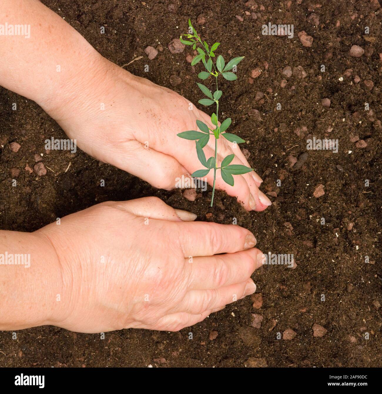 Carbon offset planting hi-res stock photography and images - Alamy
