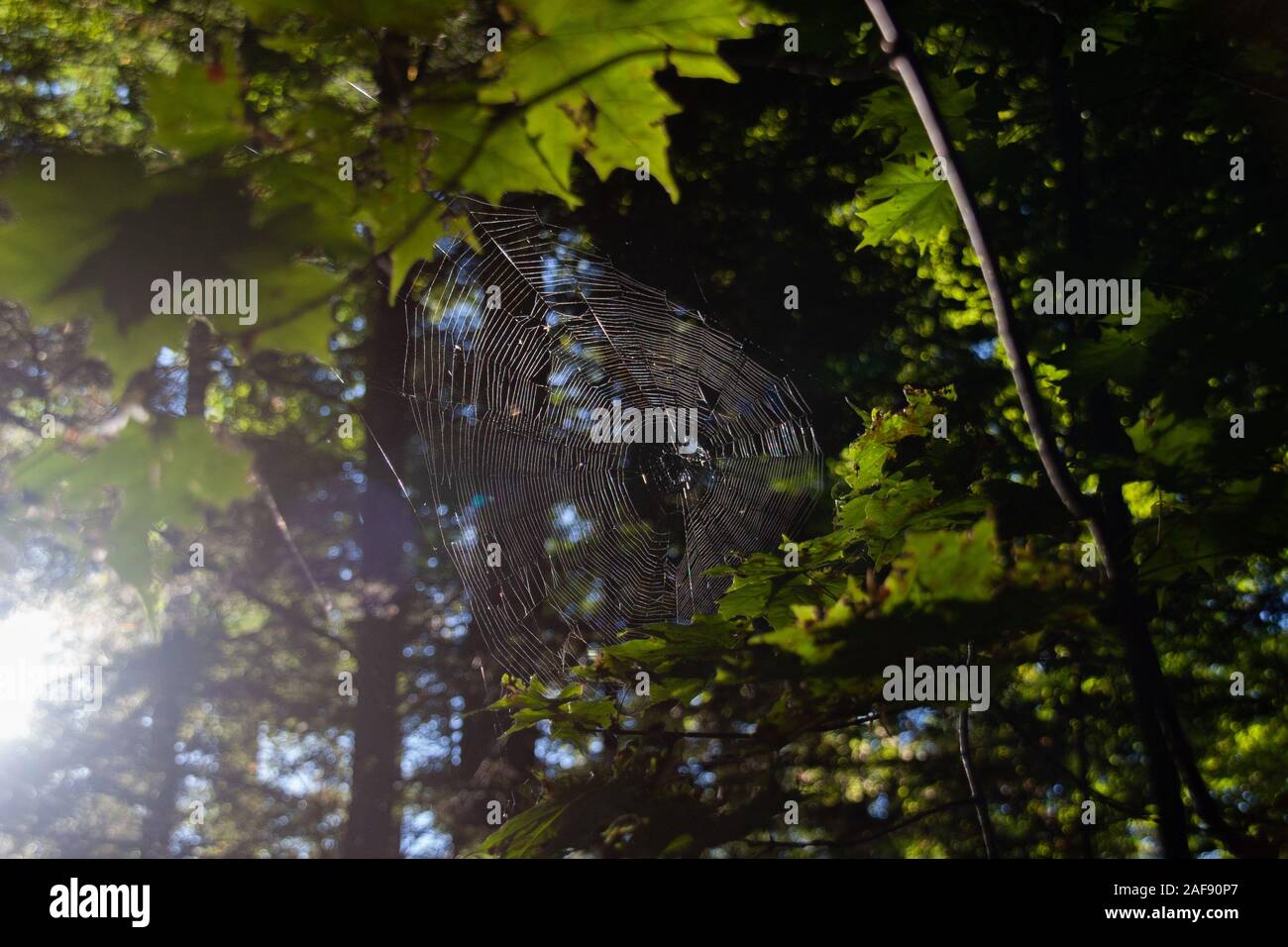 spiderweb in a forest between trees Stock Photo - Alamy