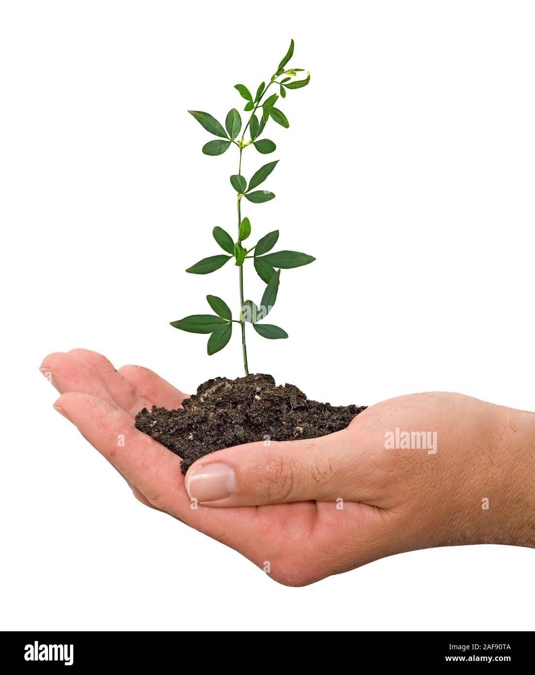 Plant in hand Stock Photo - Alamy