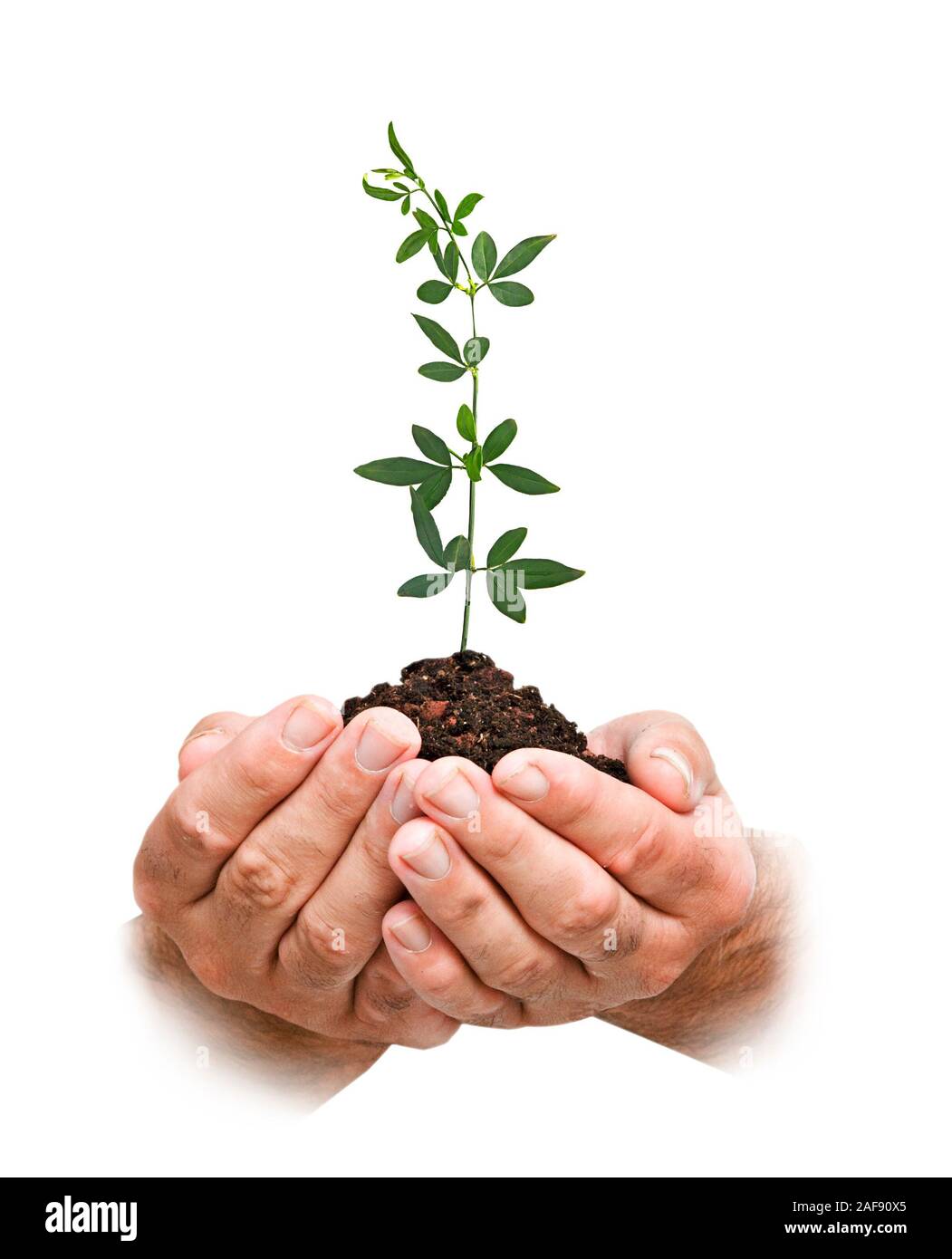 sapling in hands Stock Photo - Alamy