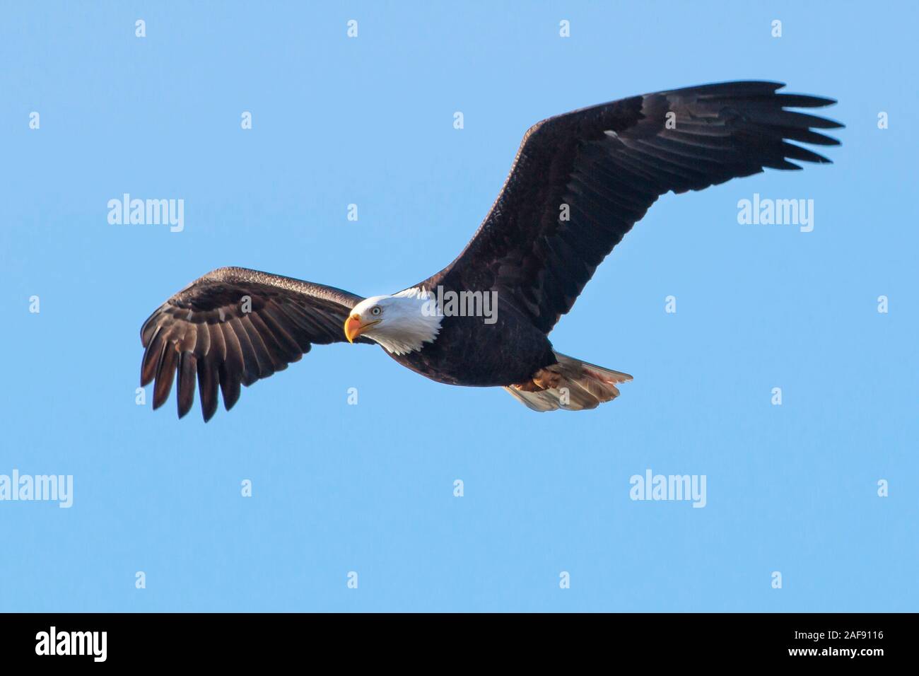 A majestic bald eagle soars up in the brigh blue sky near Coeur d'Alene ...