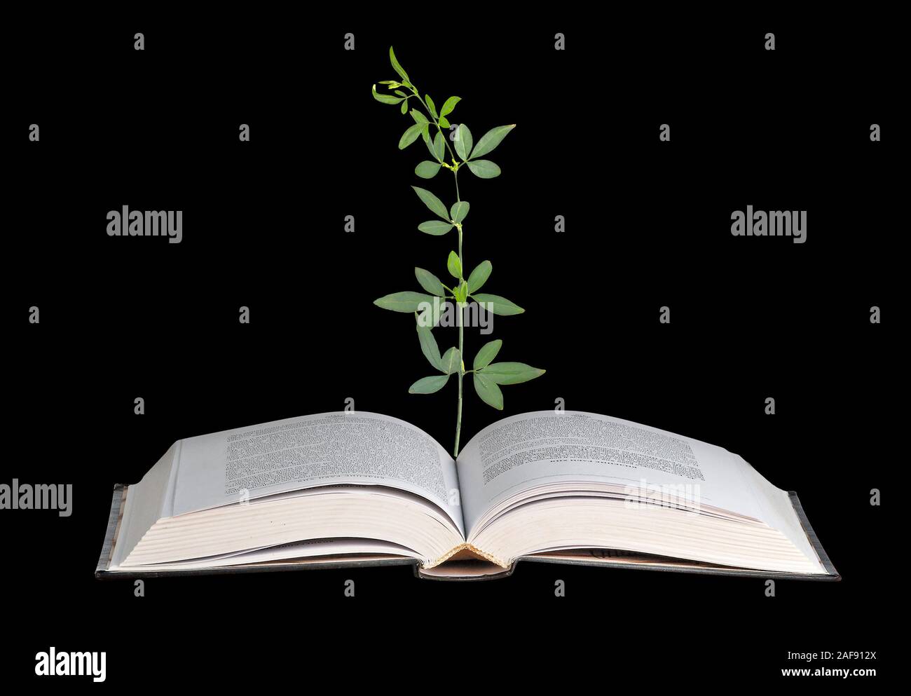 plant growing from open book Stock Photo - Alamy