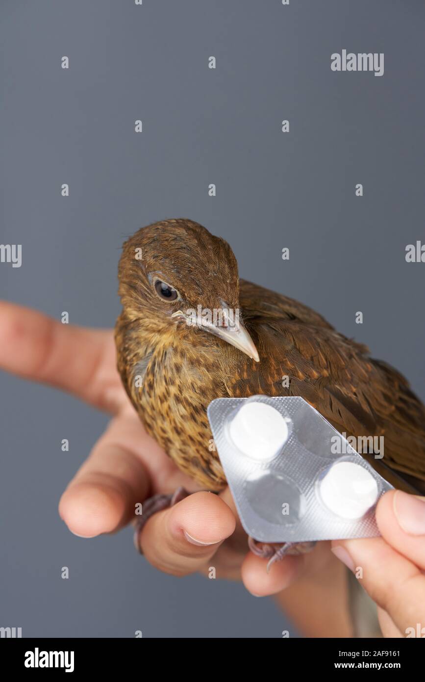 Animal medicine tablets hi-res stock photography and images - Alamy