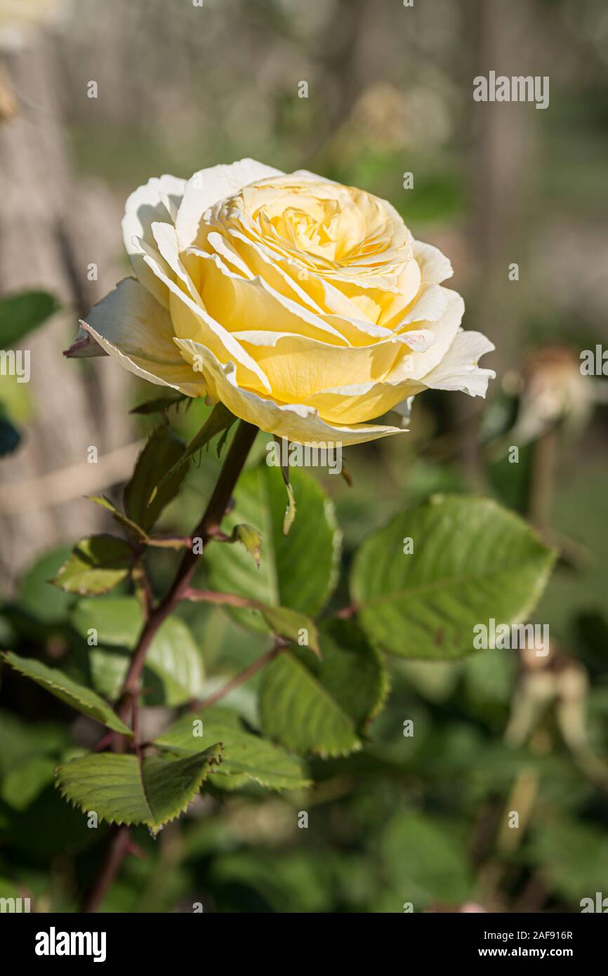 Beautiful yellow rose flower in a garden Stock Photo - Alamy