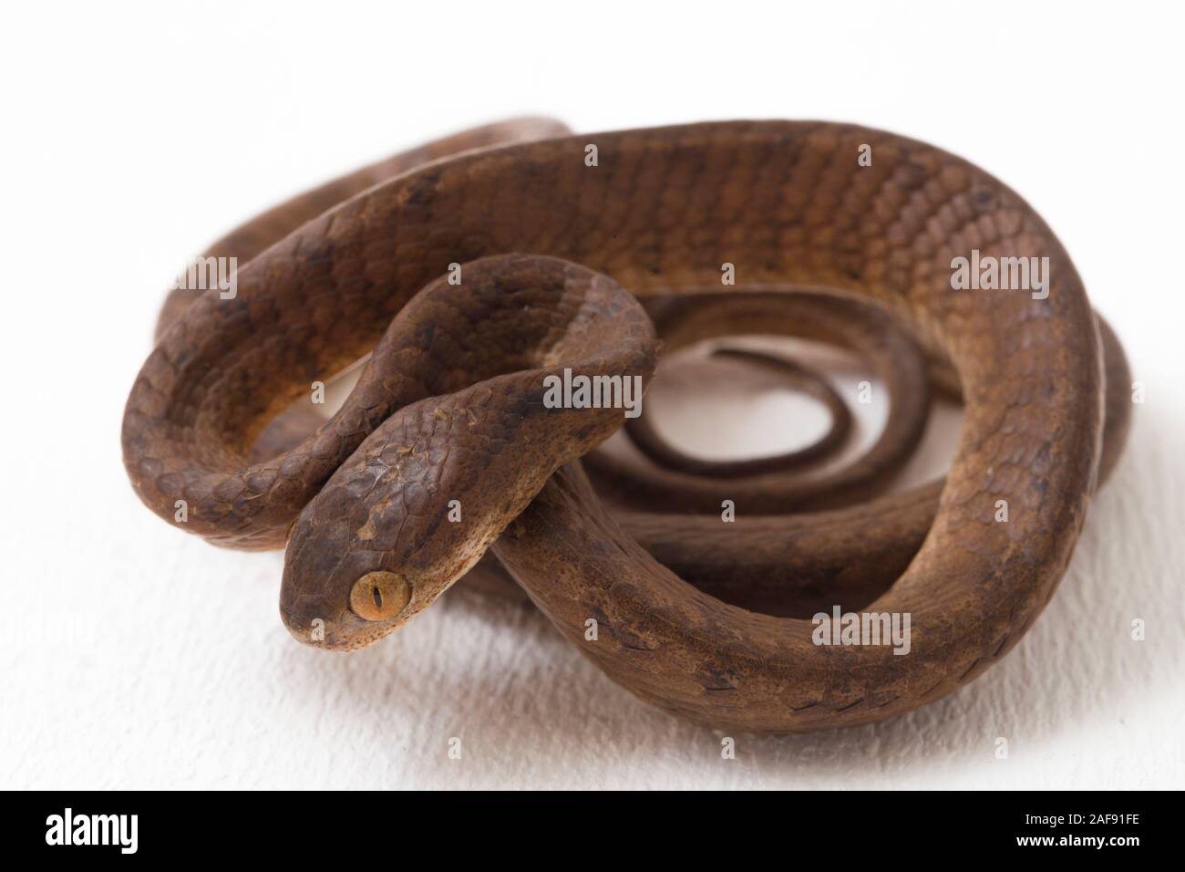 Slug eater snake hi-res stock photography and images - Alamy