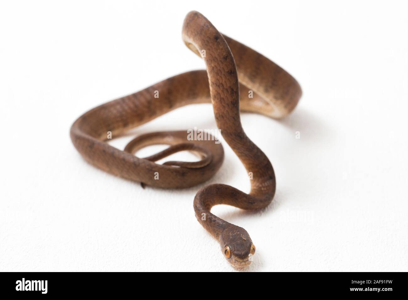 The keeled slug-eating snake, Pareas carinatus, is a species of snake ...