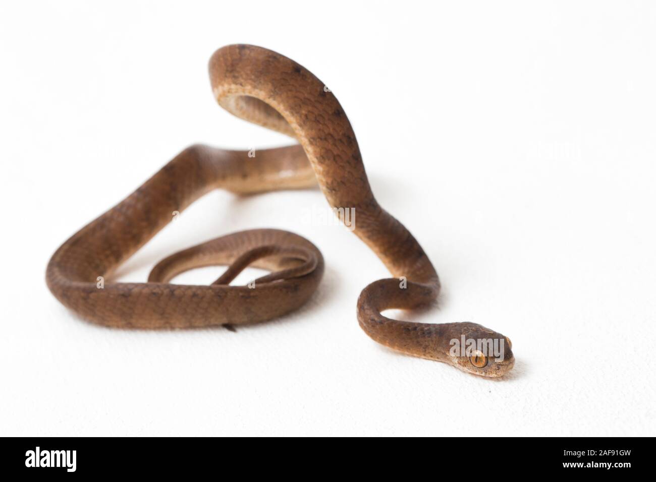 The keeled slug-eating snake, Pareas carinatus, is a species of snake ...