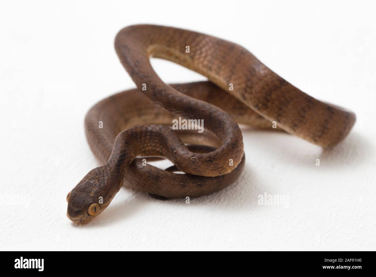 The keeled slug-eating snake, Pareas carinatus, is a species of snake ...