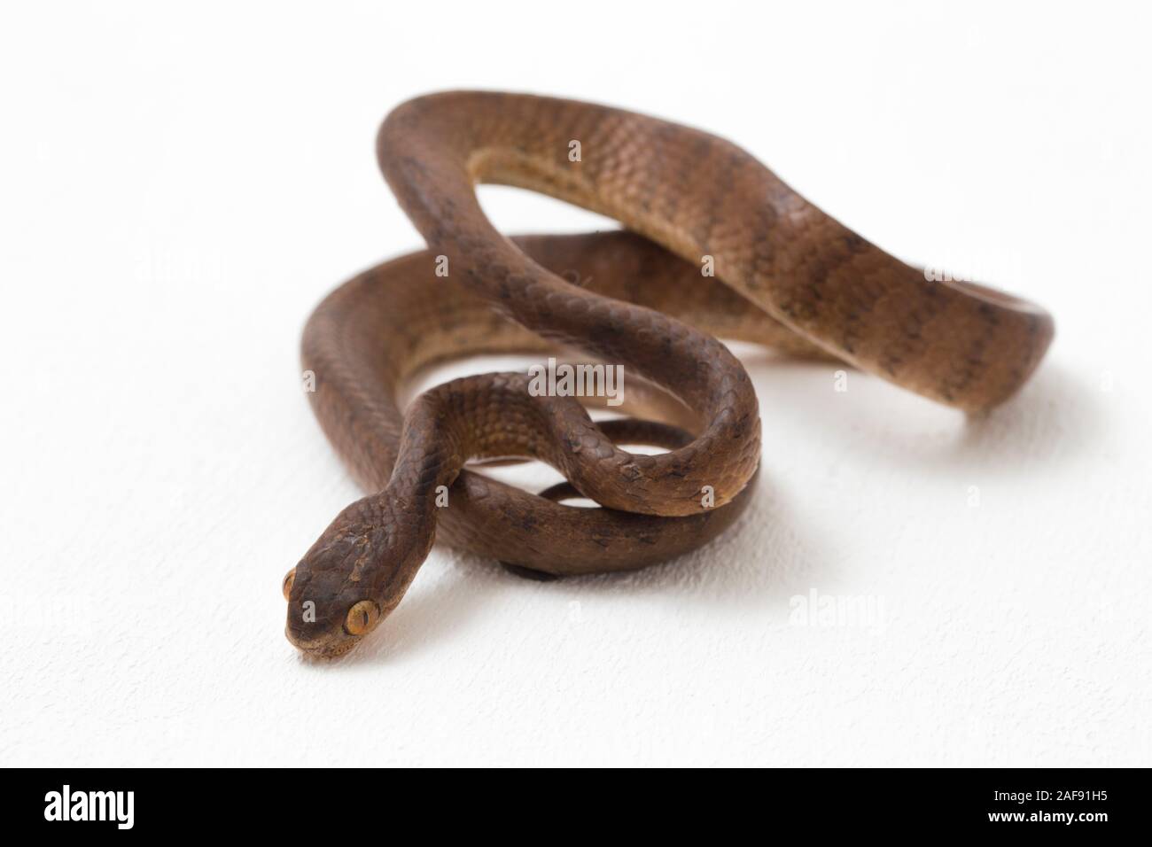 The keeled slug-eating snake, Pareas carinatus, is a species of snake ...