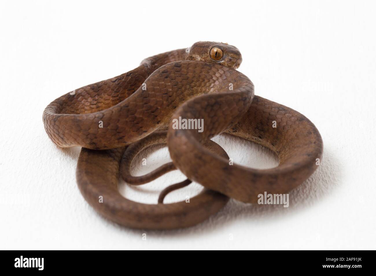 The keeled slug-eating snake, Pareas carinatus, is a species of snake ...