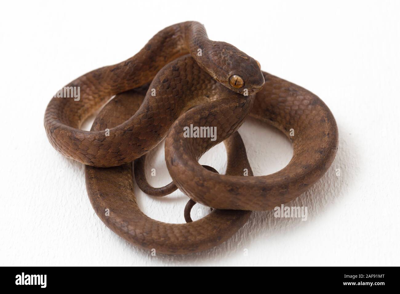 The keeled slug-eating snake, Pareas carinatus, is a species of snake ...