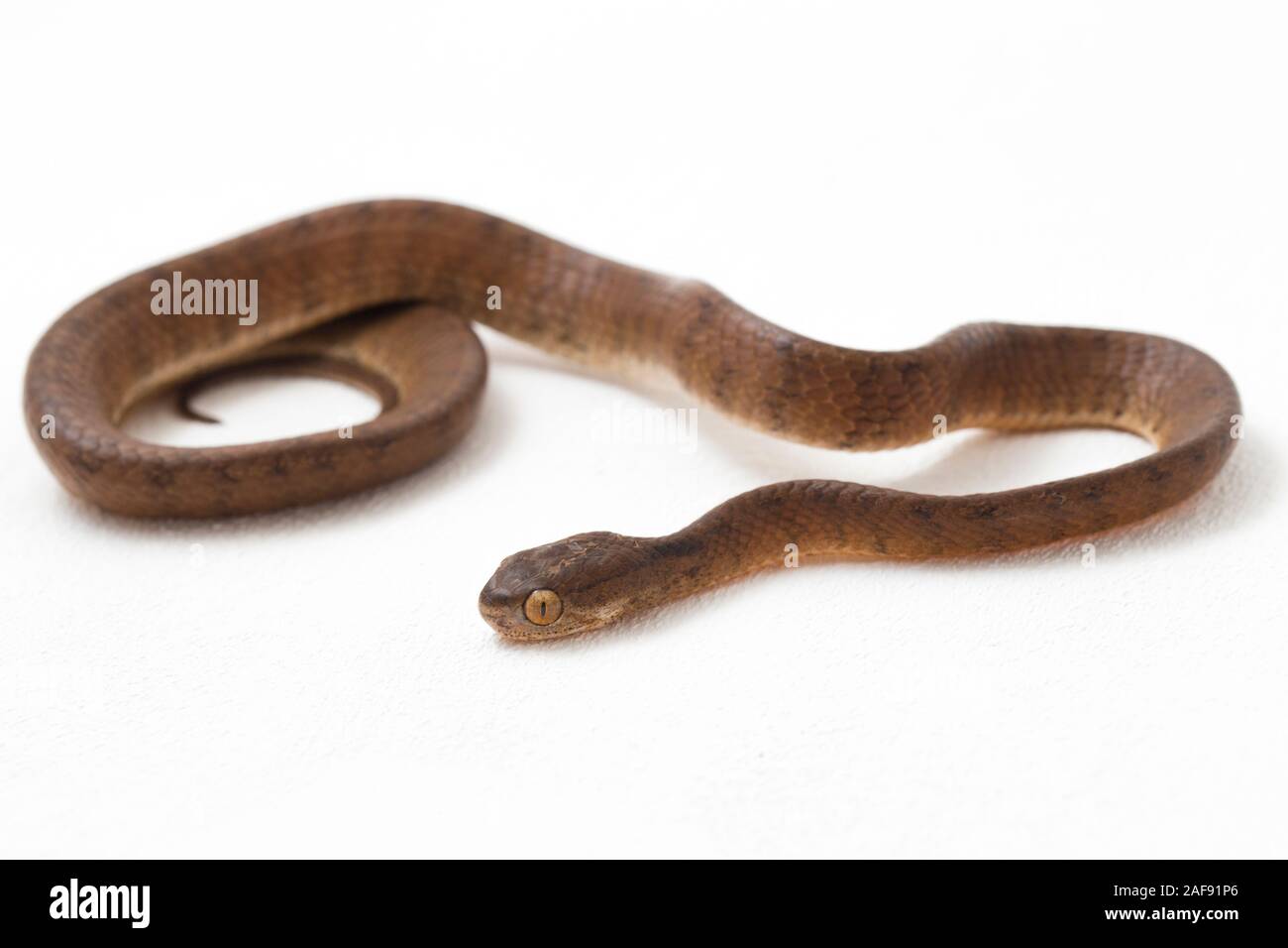 The keeled slug-eating snake, Pareas carinatus, is a species of snake ...