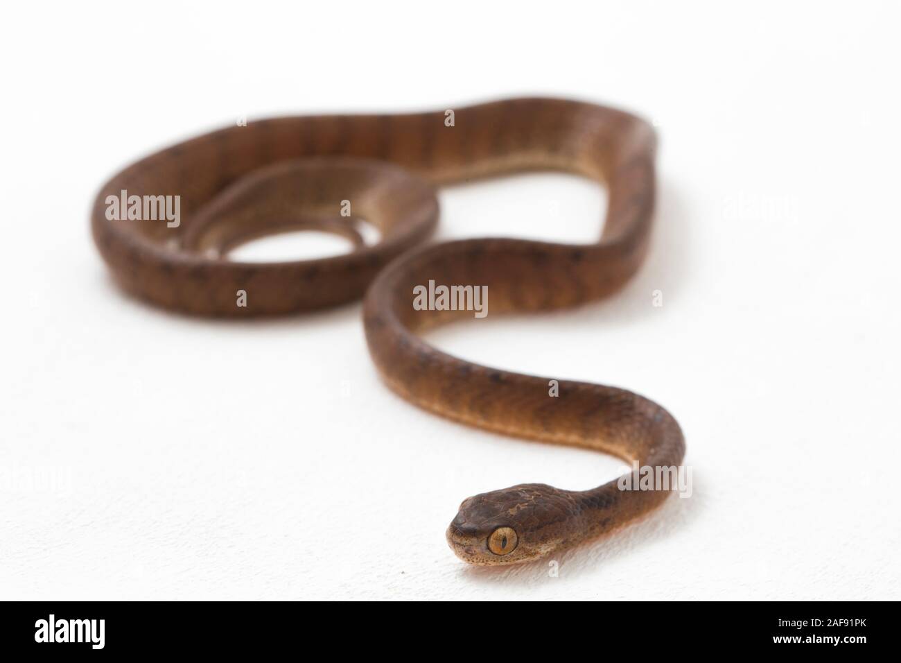 The keeled slug-eating snake, Pareas carinatus, is a species of snake ...