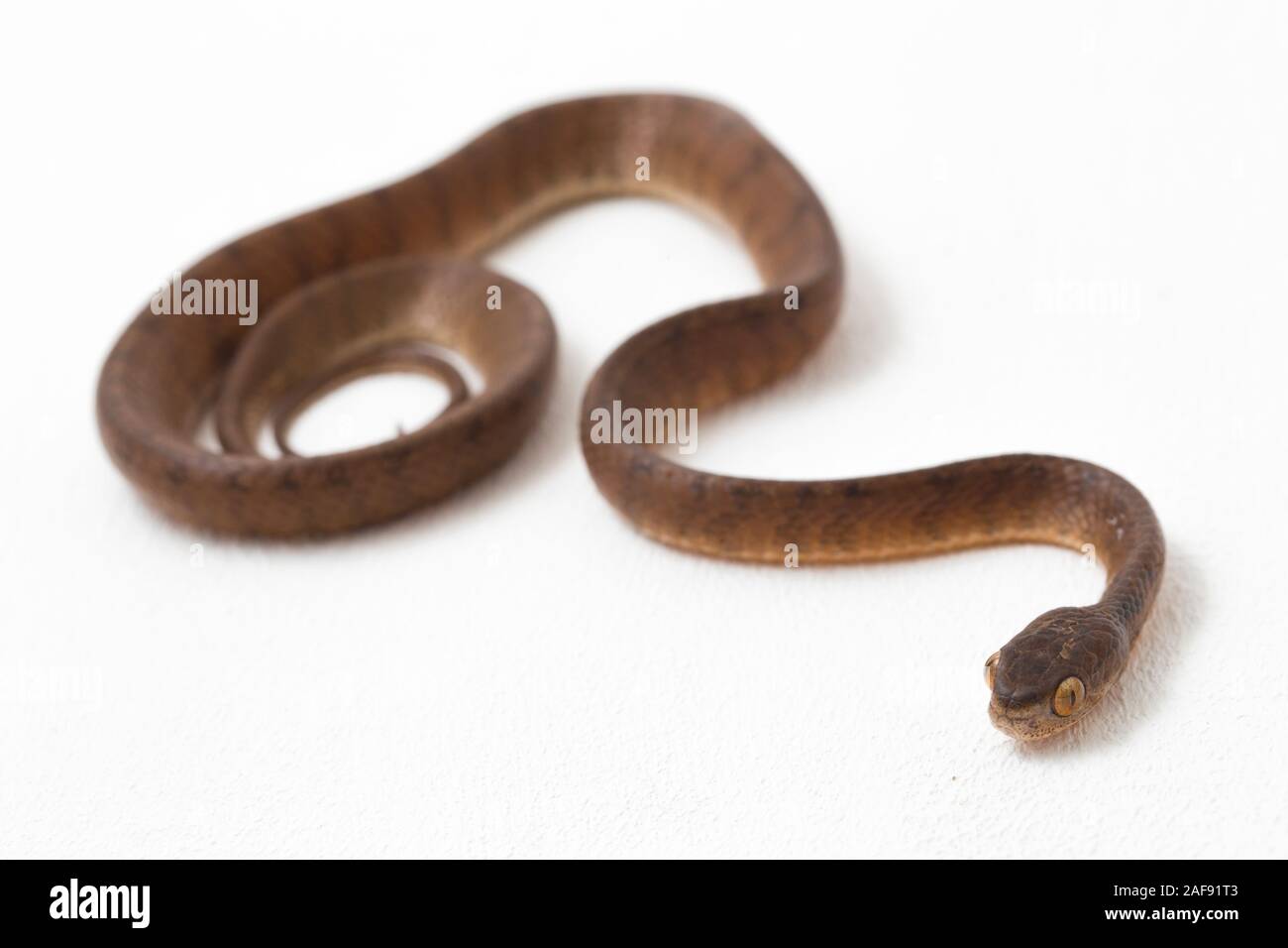 The keeled slug-eating snake, Pareas carinatus, is a species of snake ...