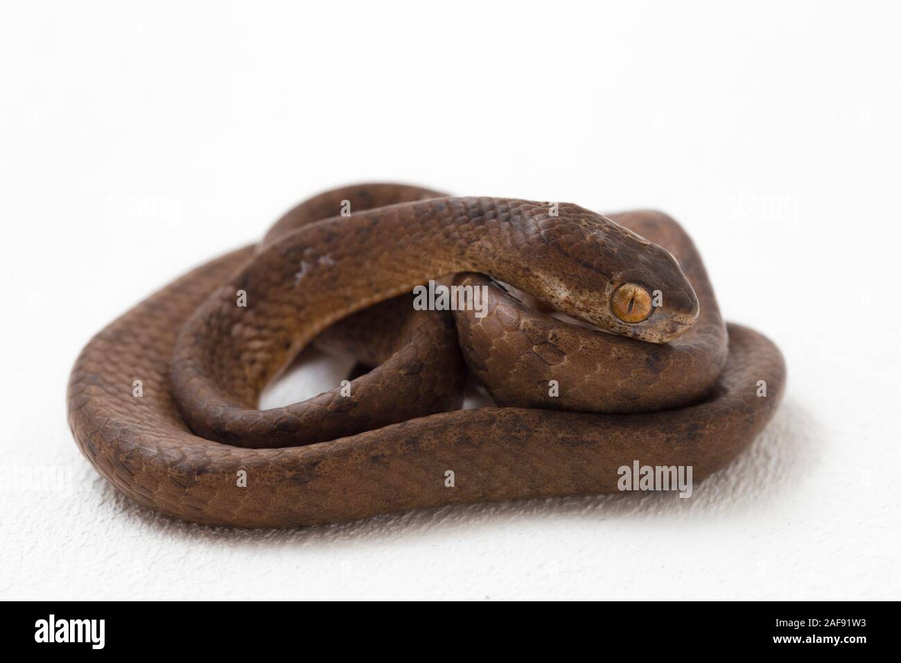 The keeled slug-eating snake, Pareas carinatus, is a species of snake ...