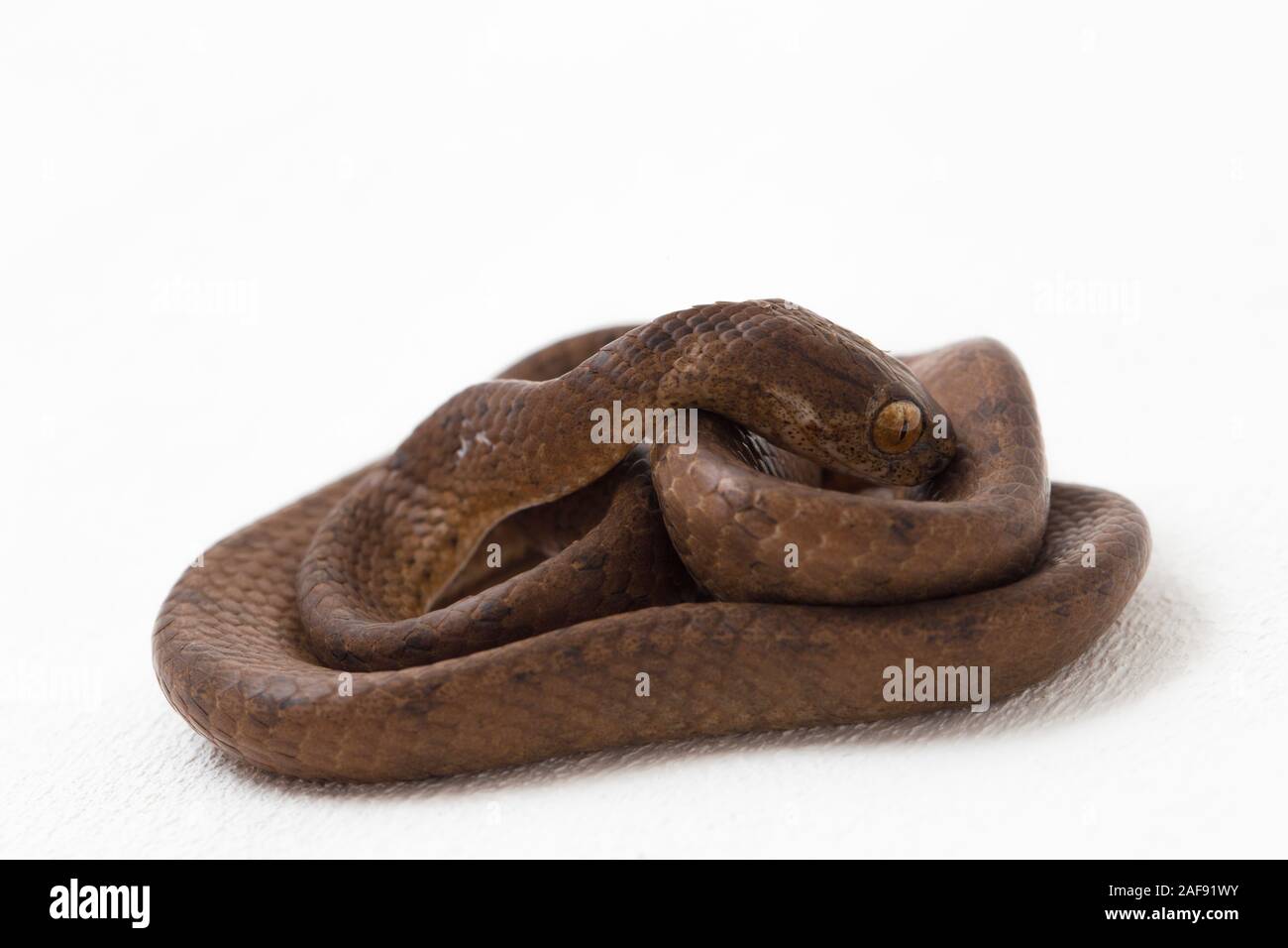 The keeled slug-eating snake, Pareas carinatus, is a species of snake ...