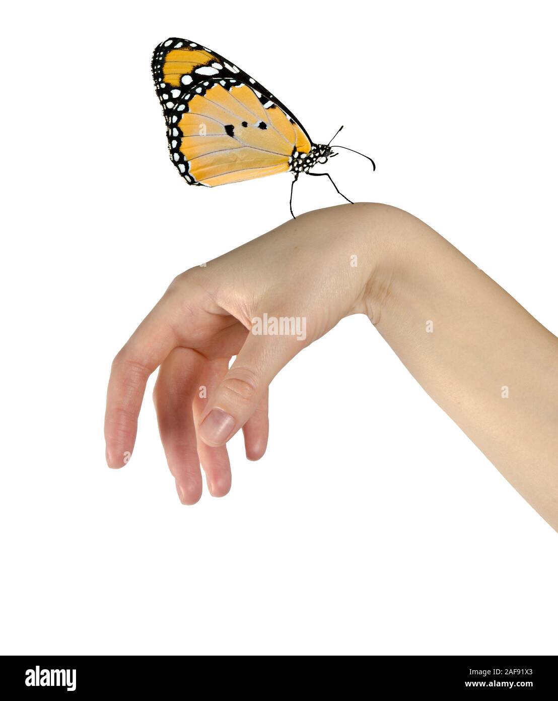 butterfly on hand Stock Photo - Alamy